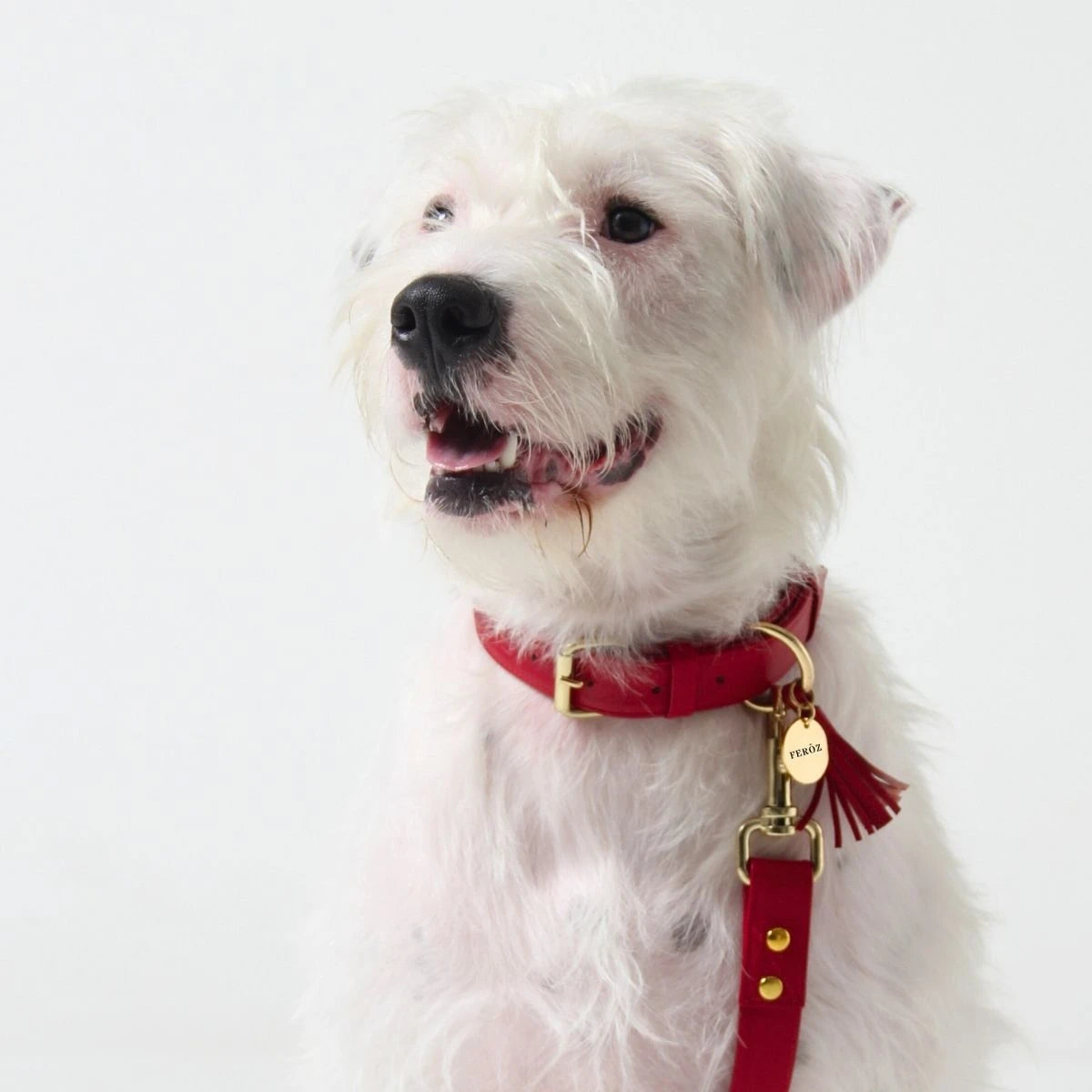 Collares para perros – Feroz Pet Fashion