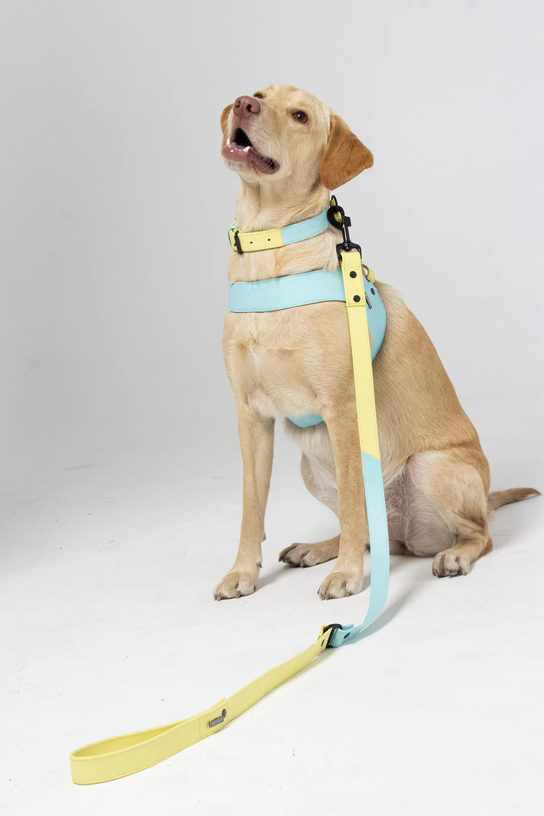 Pastly – Feroz Pet Fashion